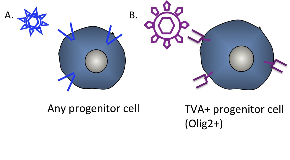 Retinal Development | Cepko Lab