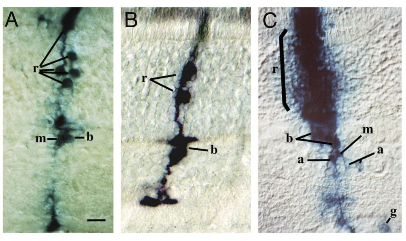 Development of Tools | Cepko Lab